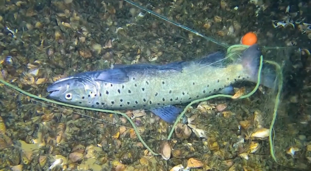 Полицијата кај Пештани затекнала две лица кои со мрежи вршеле незаконит риболов а кај Трпејца