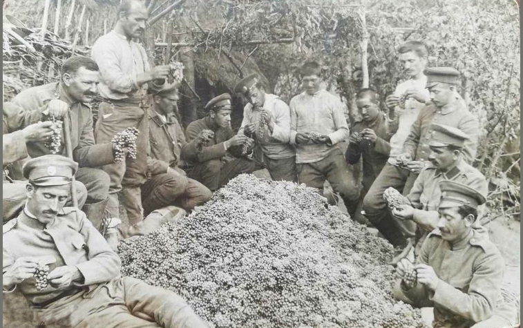 (ФОТО) Охрид 1918 год – Гроздобер во с. Елшани – Ohrid1