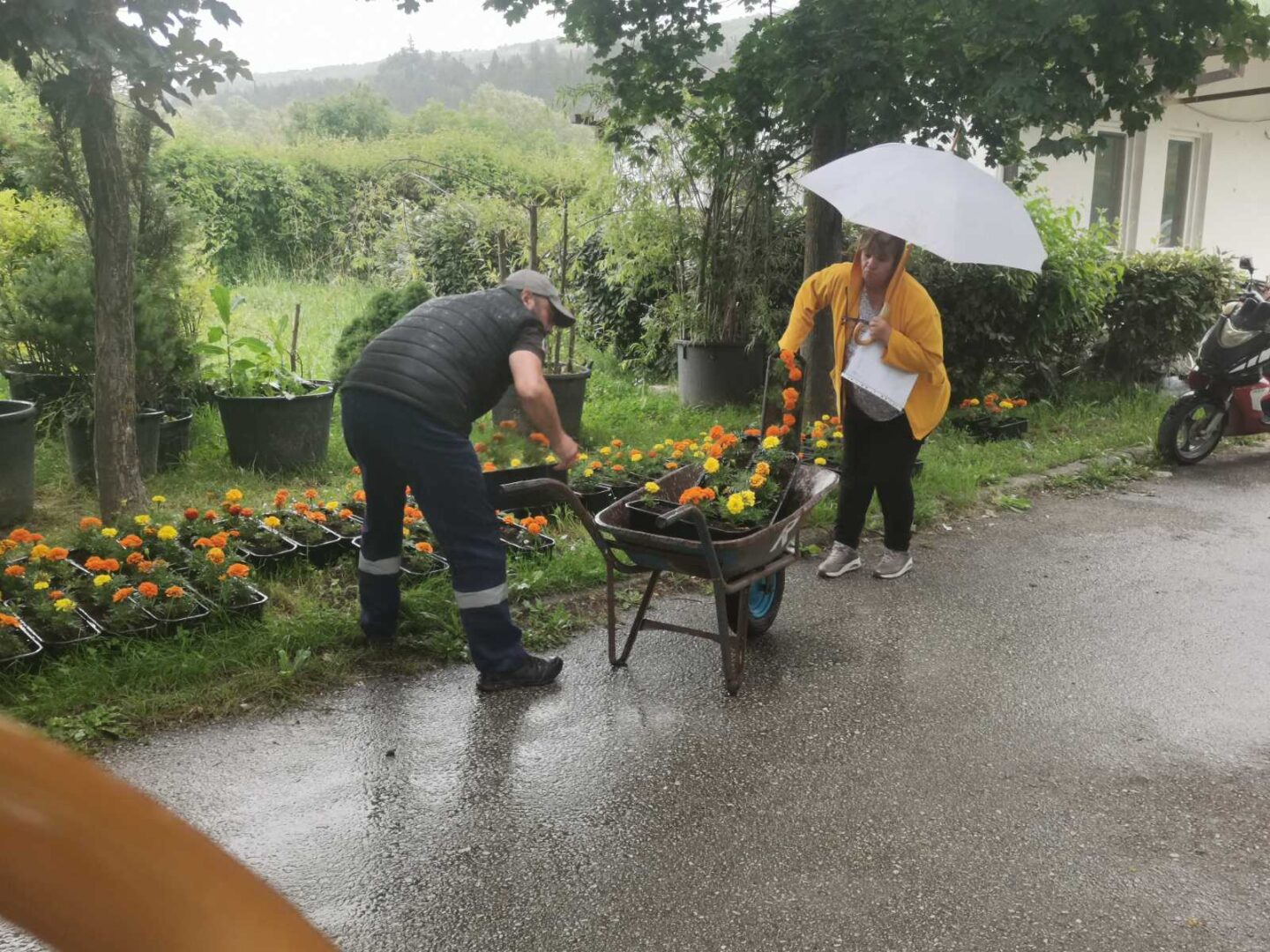 Граѓаните од три охридски улици ќе добијат бесплатни цветни жардинери ...