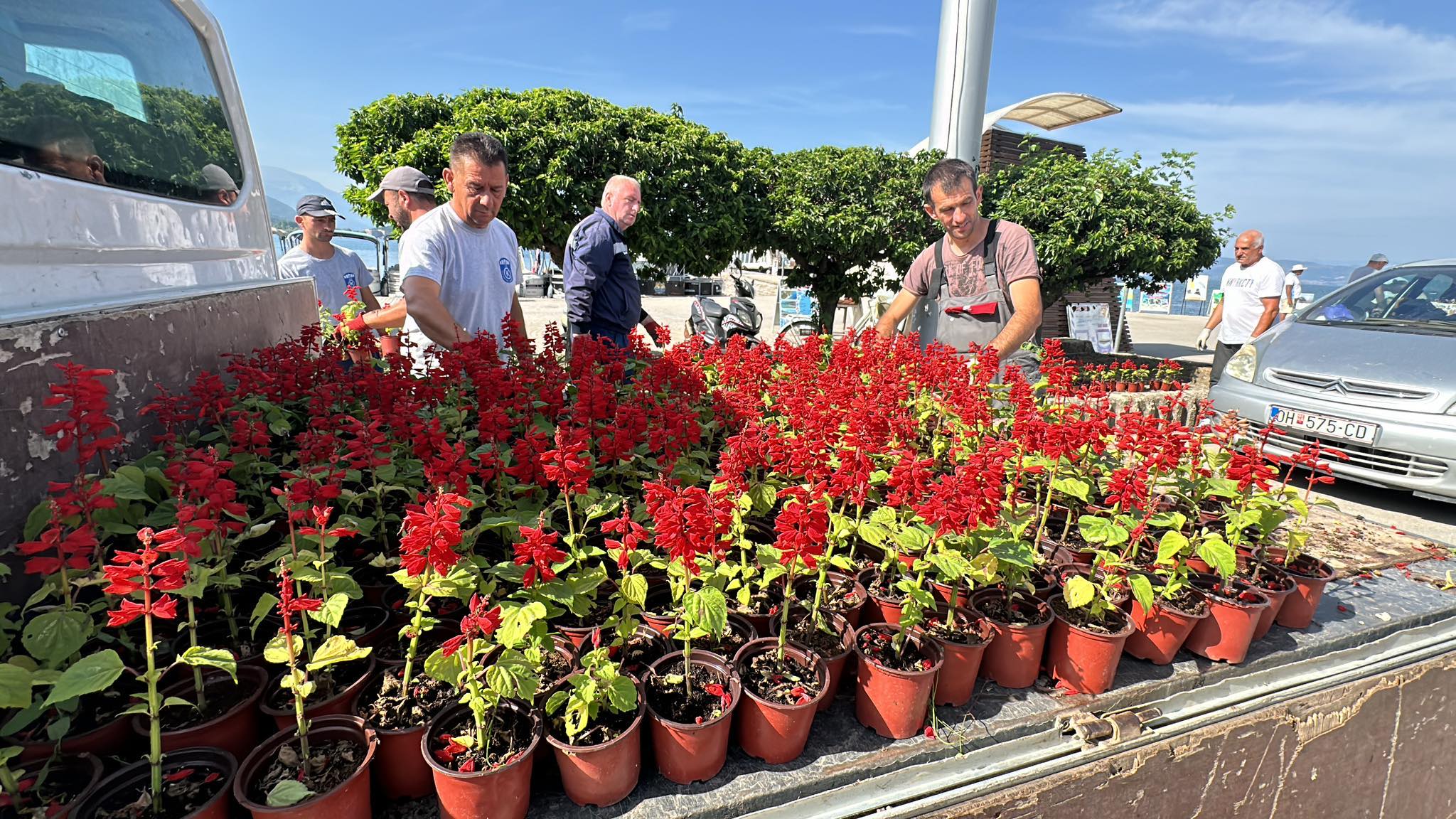 (ВИДЕО) Нови цветни насади во центарот на Охрид – Ohrid1