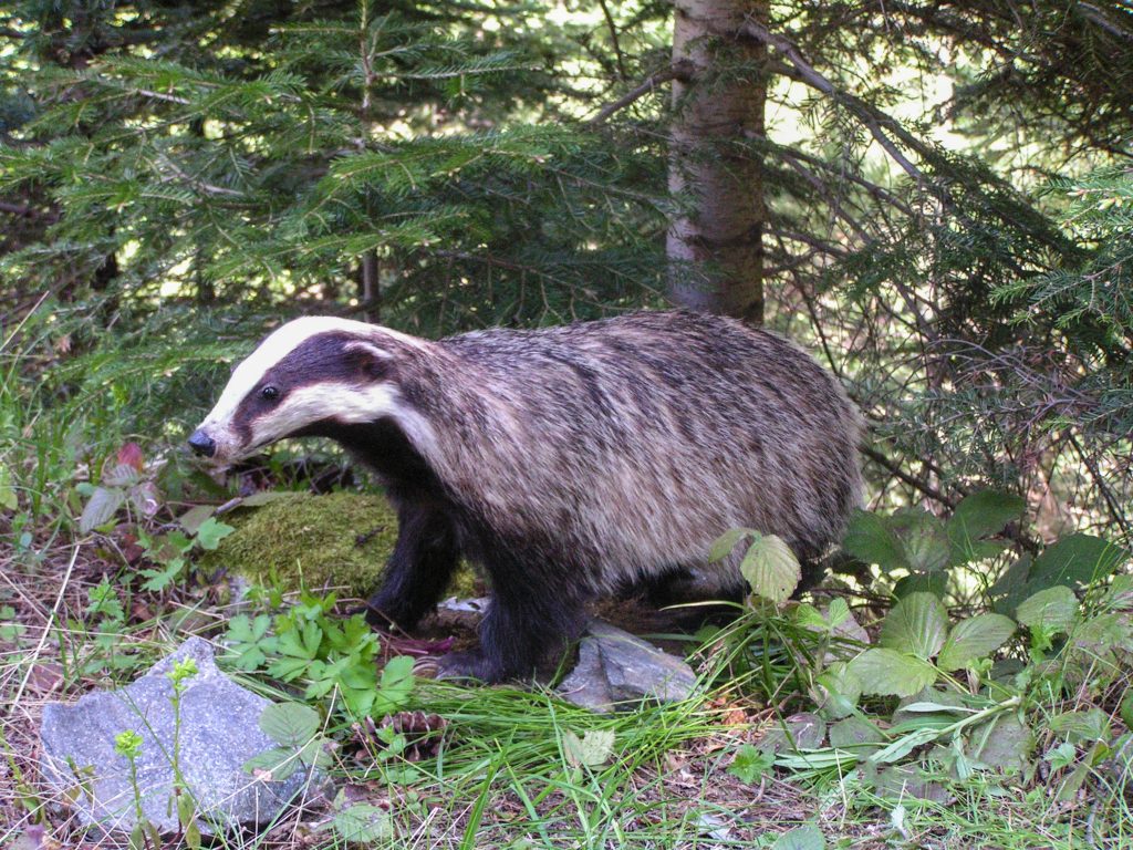 (ВИДЕО) Јазовец во Лескоечка Пештера – Ohrid1